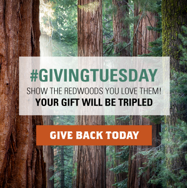 Giant Sequoia | Save the Redwoods League