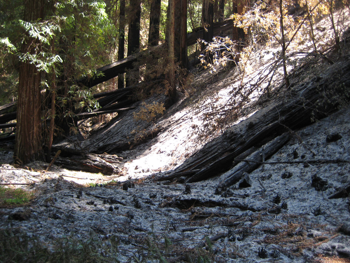 Study Suggests Fires Increase Relative Abundance of Redwoods | Grants ...
