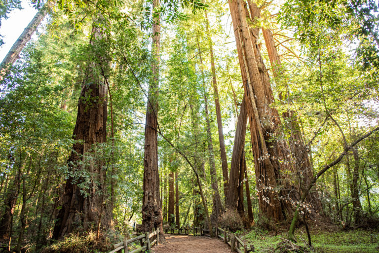 10 amazing redwoods holiday adventures | Save the Redwoods League