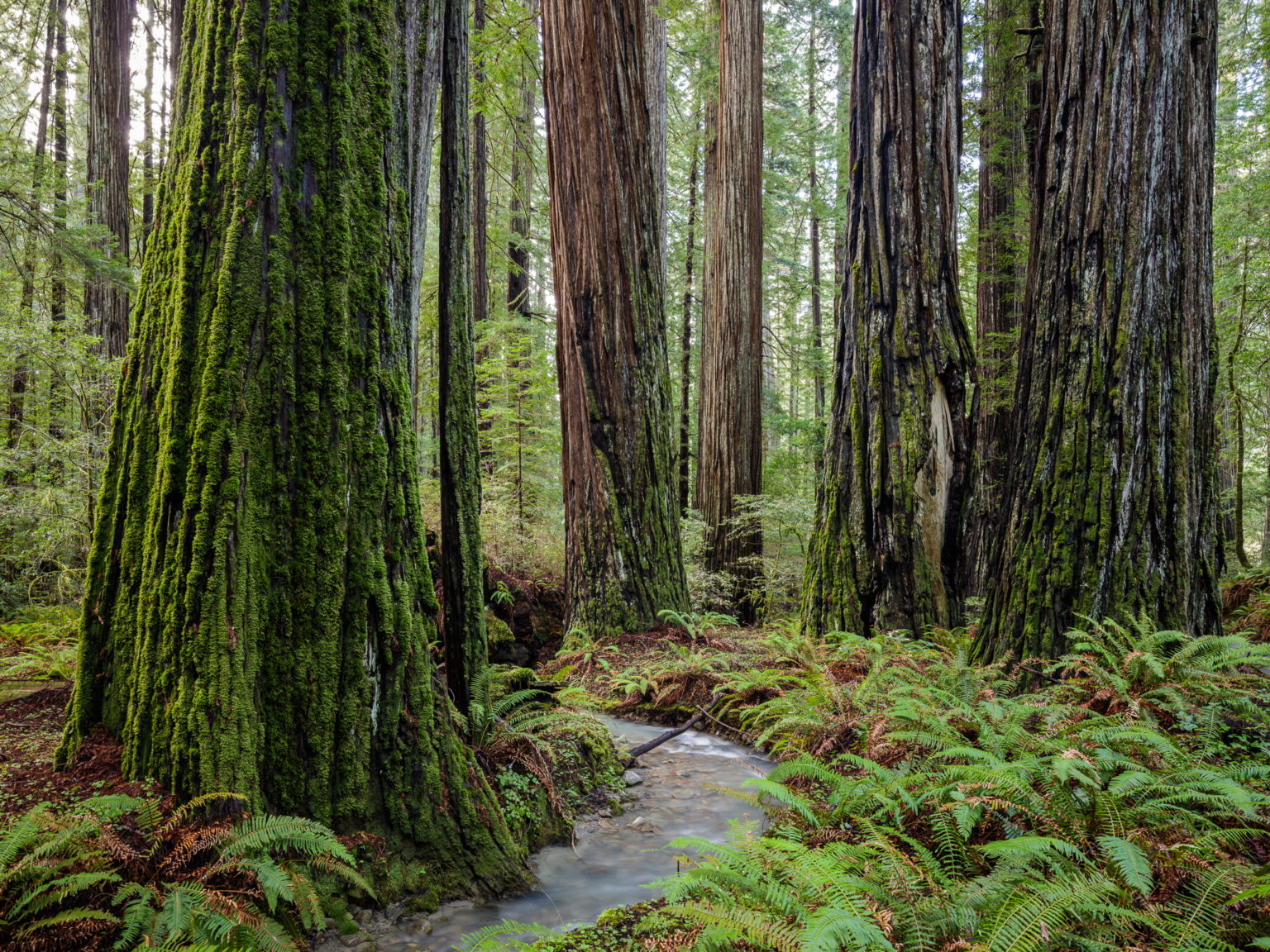 Last chance to support the Forever Forest Campaign! | Save the Redwoods ...