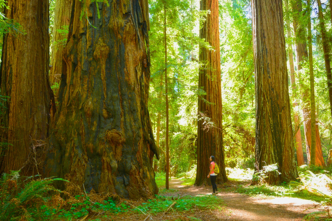 Redwood ideas for Father’s Day | Save the Redwoods League