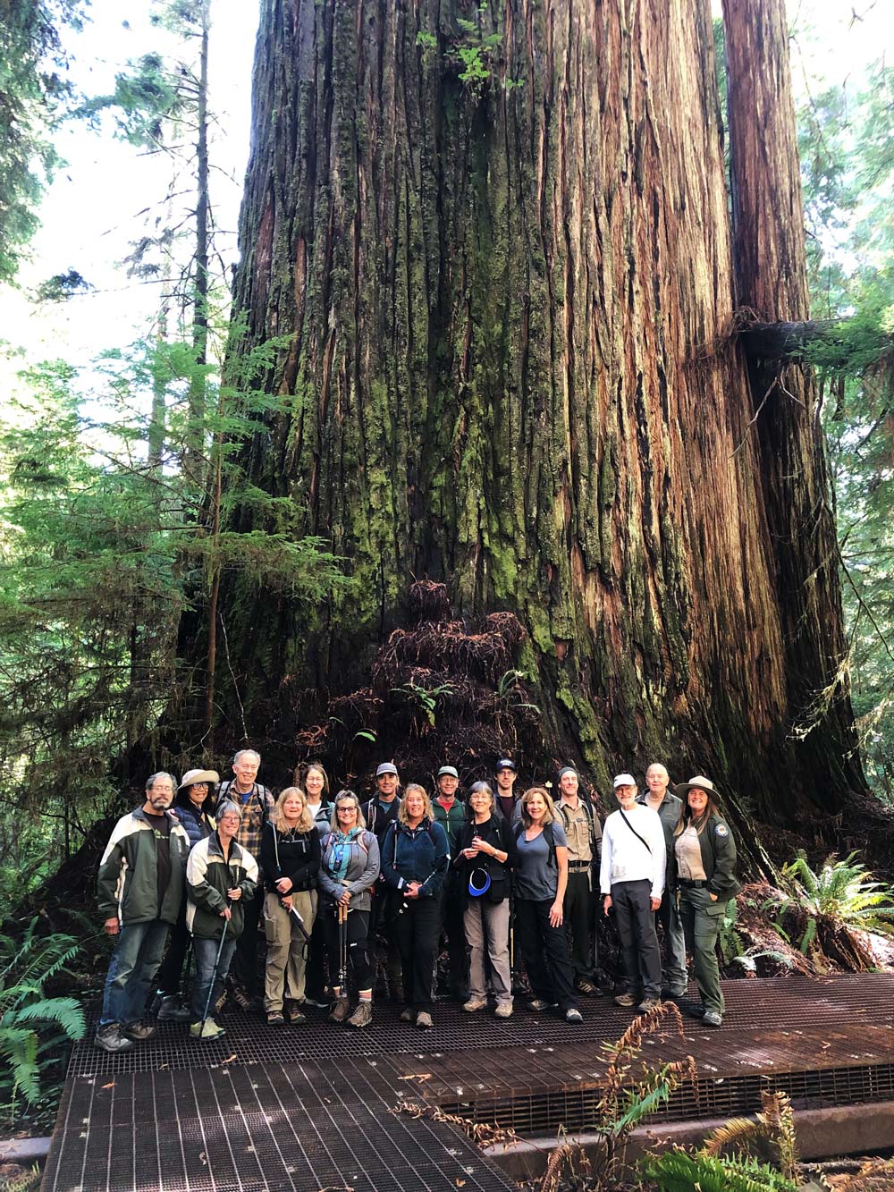 Hike Series Welcomes Members Back to Forests | Save the Redwoods League