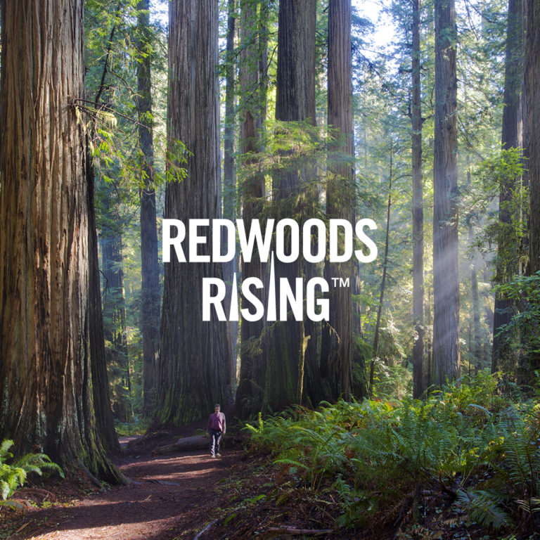 Make a Bigger Difference for Redwoods | Save the Redwoods League