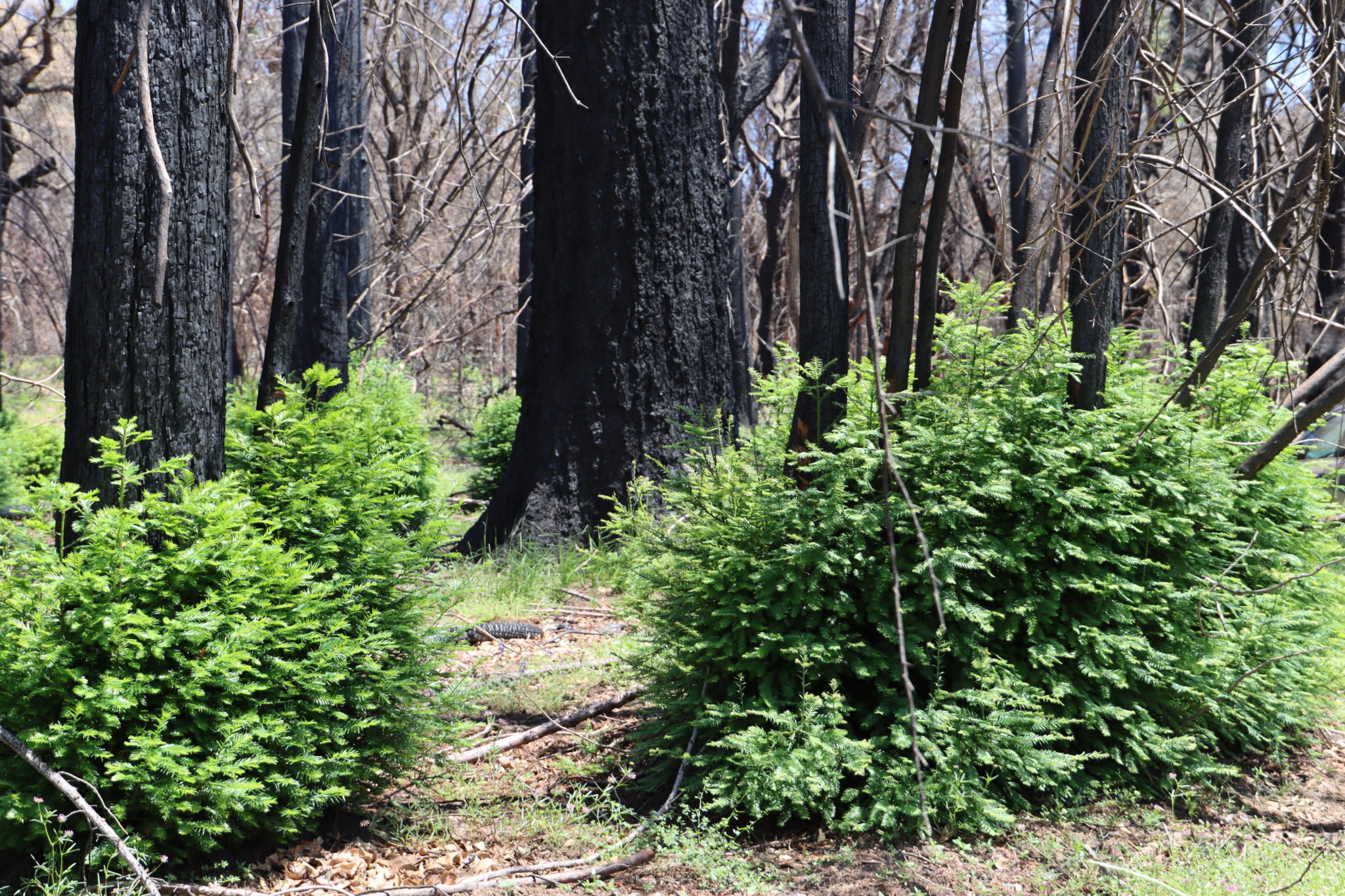 San Vicente Redwoods is green with new growth | Save the Redwoods League