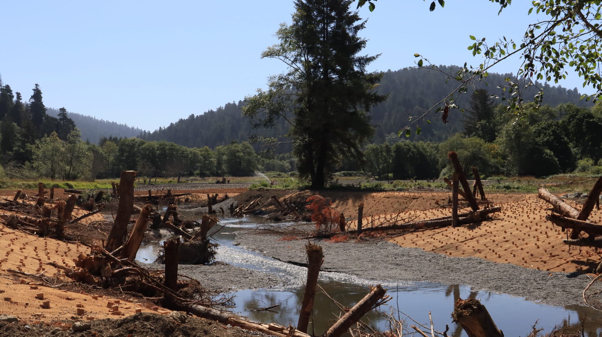 Exciting moments as water flows into restored Prairie Creek | Save the ...
