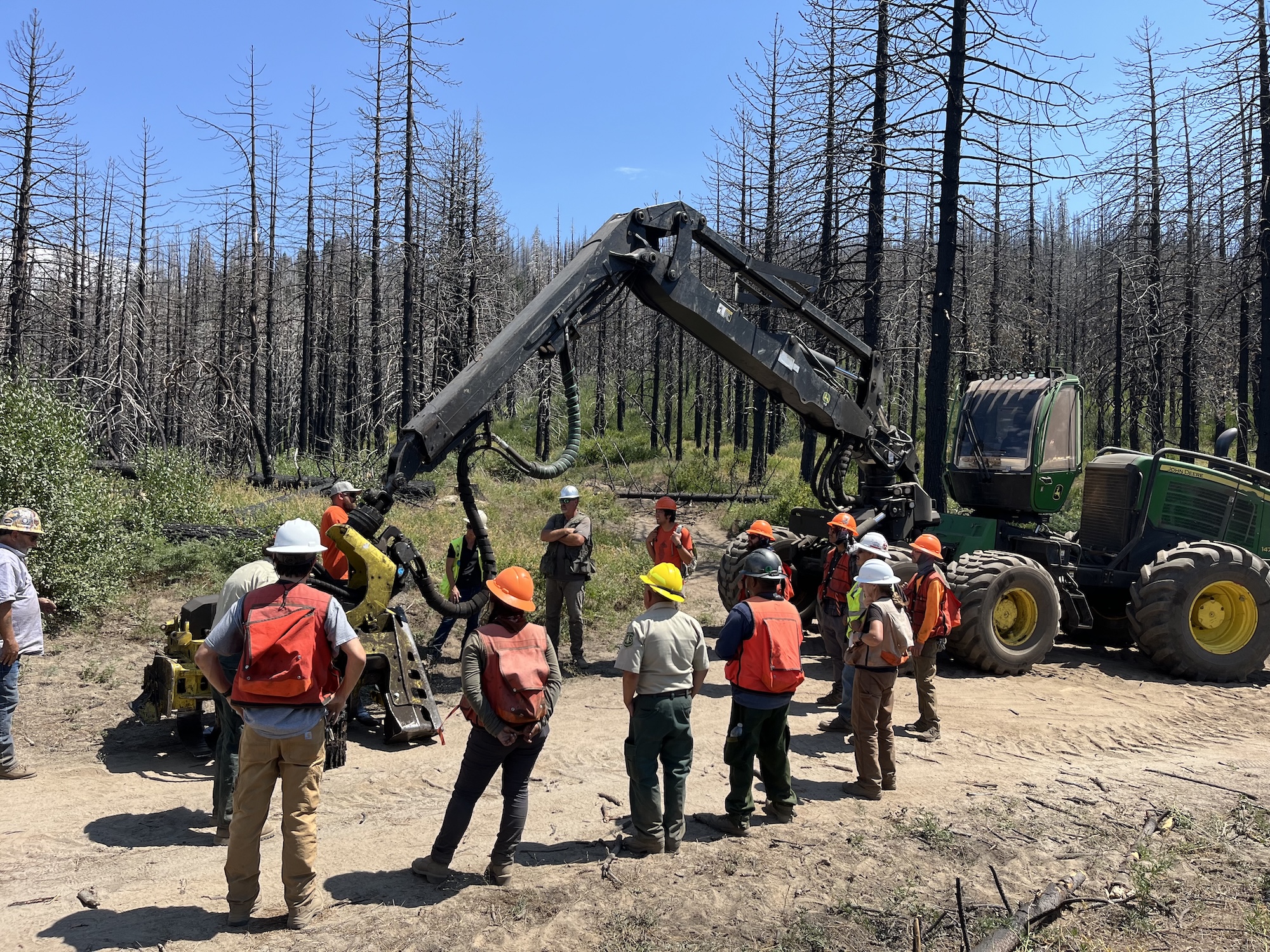 Making giant strides in giant sequoia protection | Save the Redwoods League