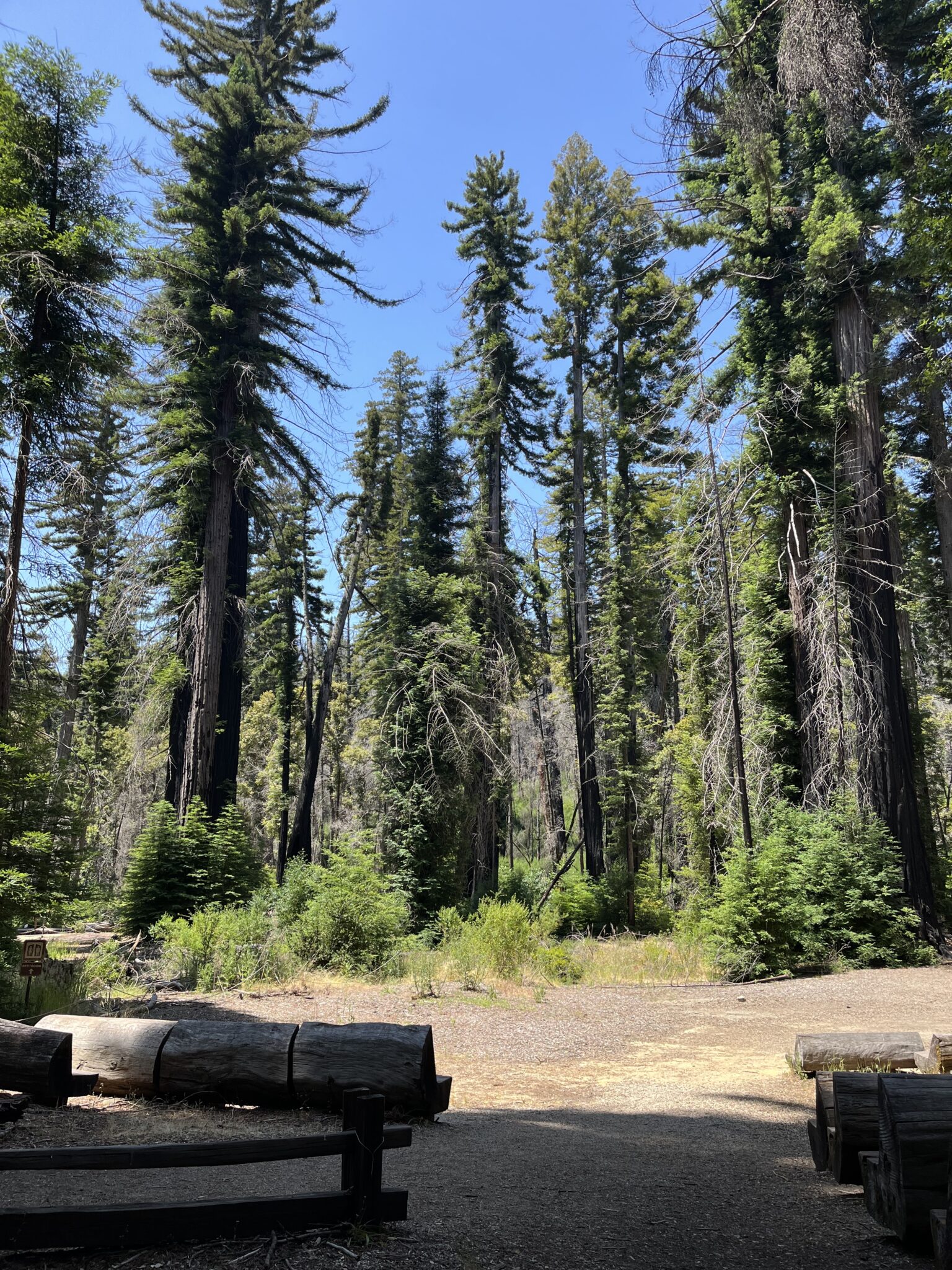 Rebuilding Big Basin: a vision for its future after wildfire | Save the ...