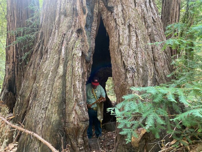 Uniting to protect sacred redwoods | Save the Redwoods League