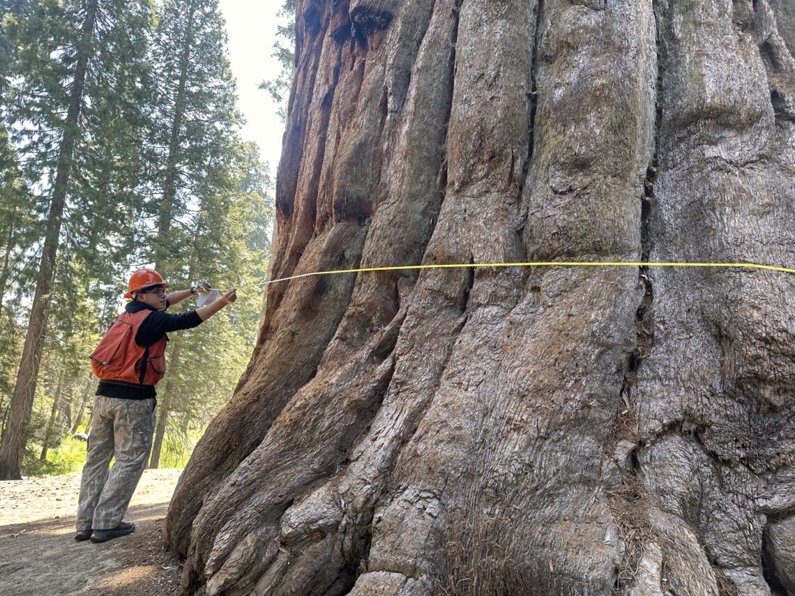 Sequoia apprentices go from the classroom to Cone Camp | Save the ...