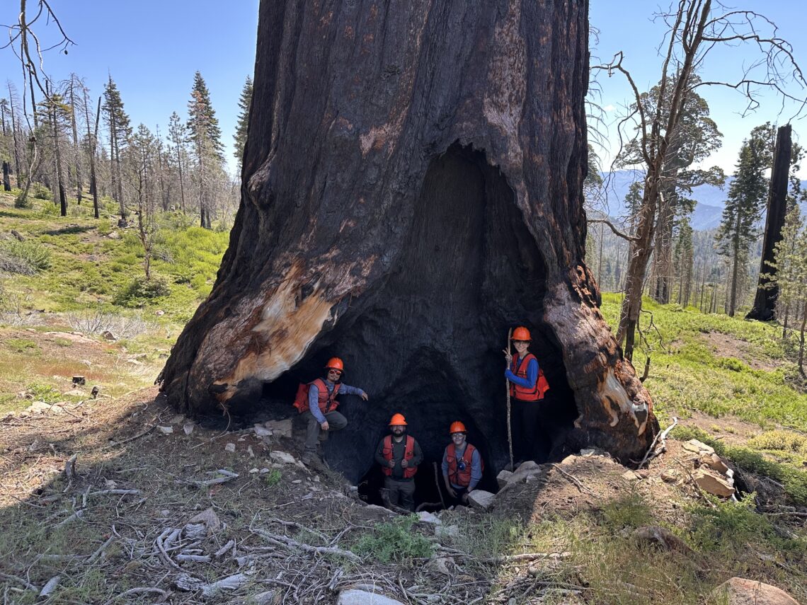 Sequoia apprentices go from the classroom to Cone Camp | Save the ...
