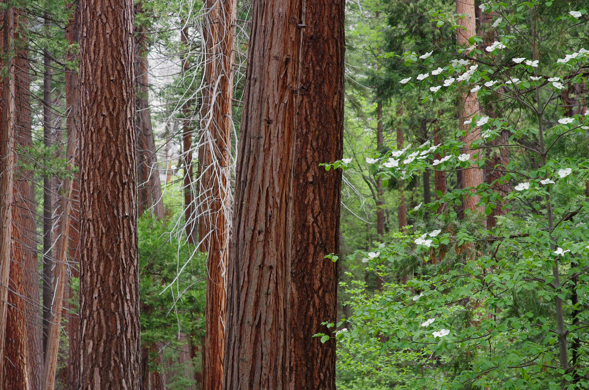 Is that a redwood? The 7 "imposter" trees that fool us | Save the ...