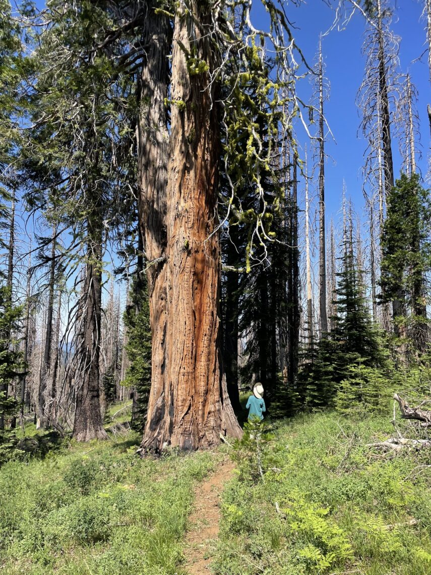 Is that a redwood? The 7 "imposter" trees that fool us | Save the ...
