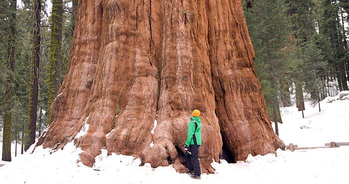 Redwood Perspective: Protecting The Land That Makes Us Feel Humble ...