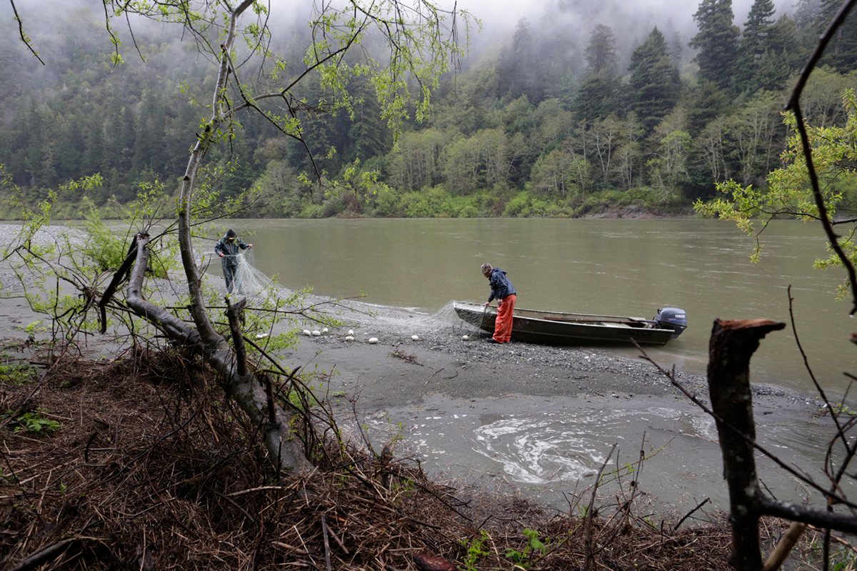 Revitalizing a River Through the Redwoods | Save the Redwoods League