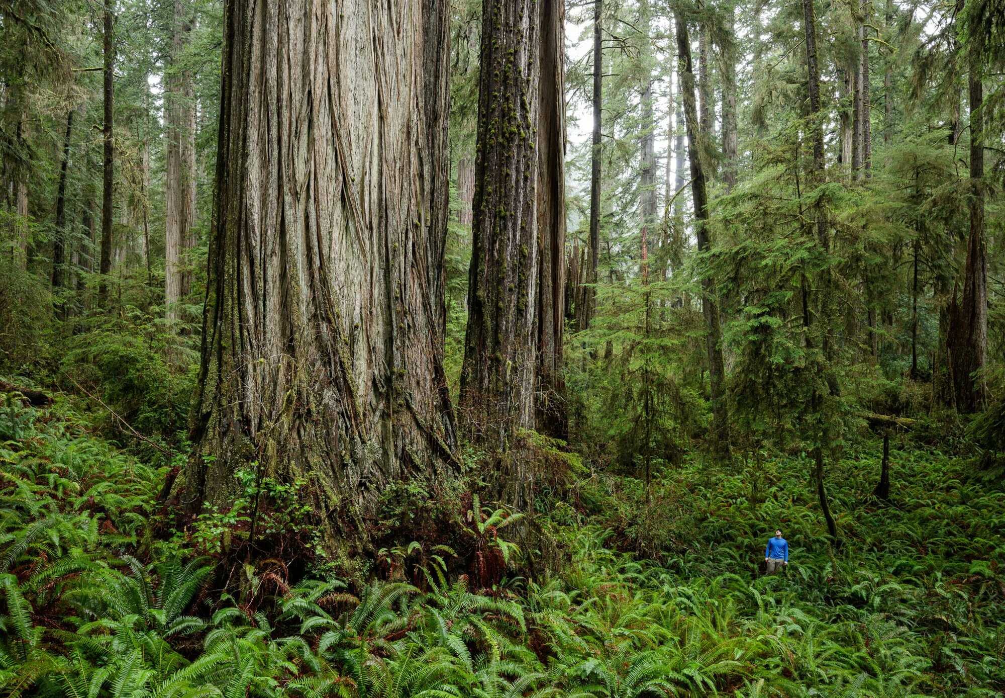 5 wonderful winter hikes in the redwood forest | Save the Redwoods League