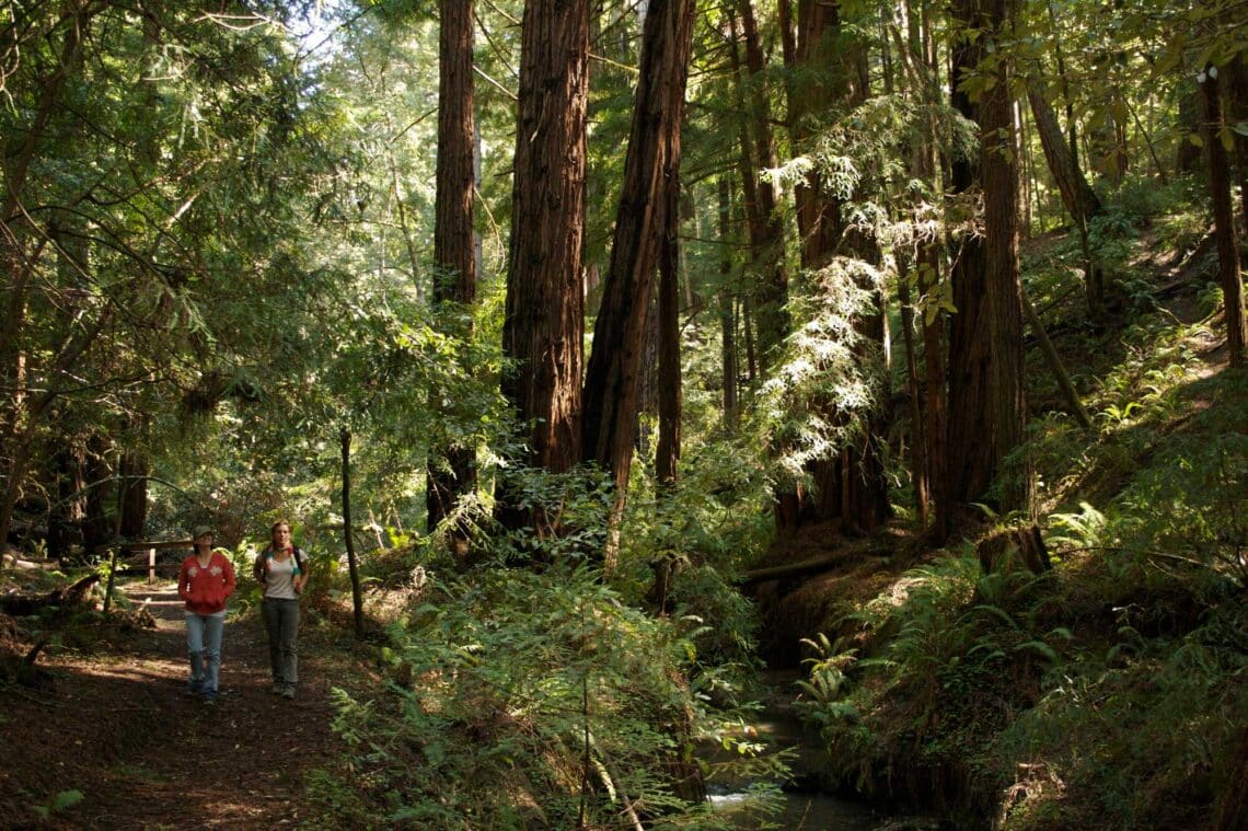 Three parks, multiple fires, one bold restoration plan | Save the ...