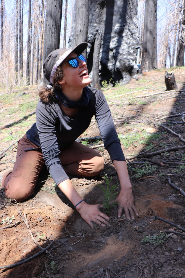 Volunteers plant seedlings in giant sequoia grove hit hard in Castle ...