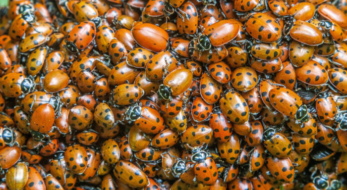 A look inside the redwood forest's secret world | Save the Redwoods League