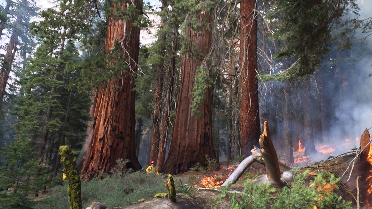 Giant Sequoia and Fire