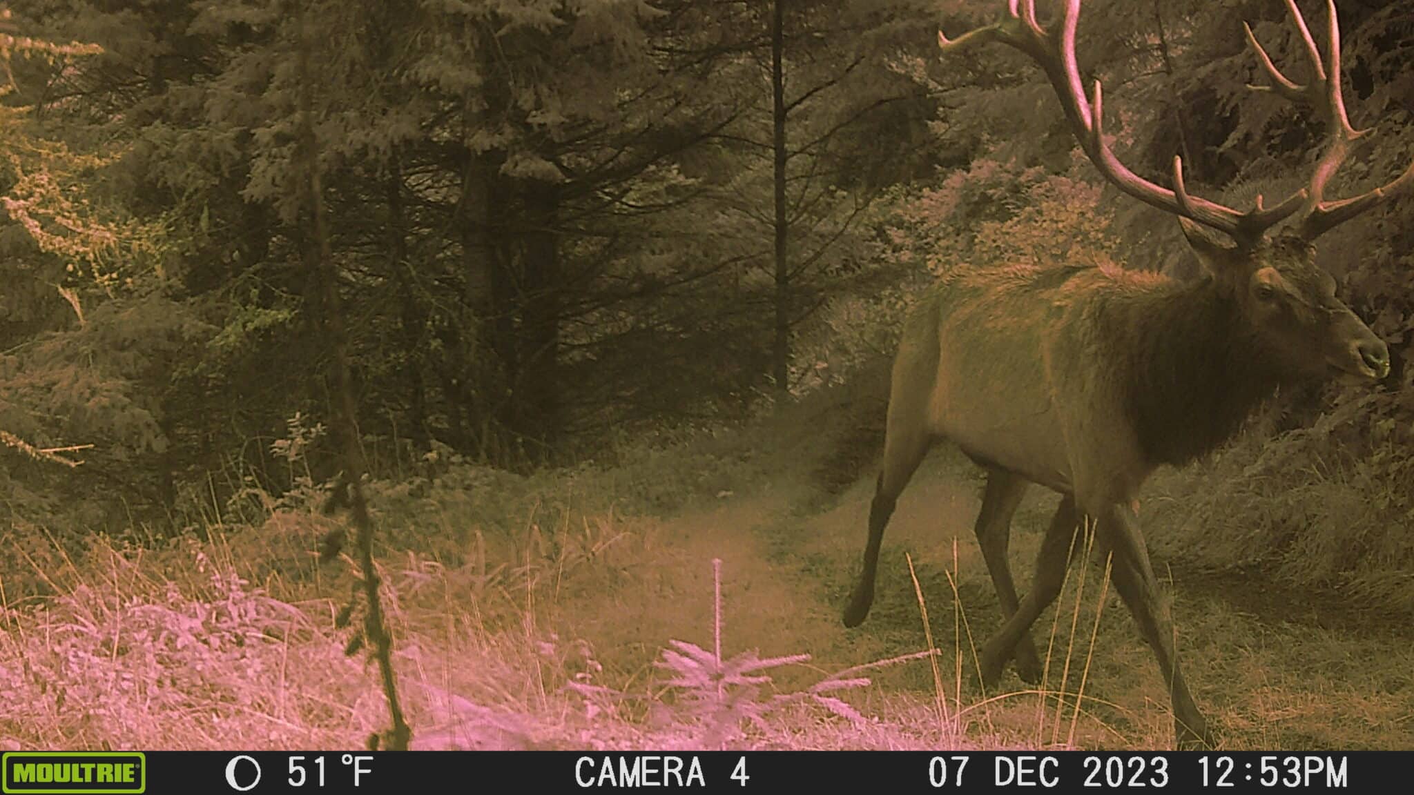 Caught on camera: Majestic elk, playful fawns, slinky pumas | Save the ...