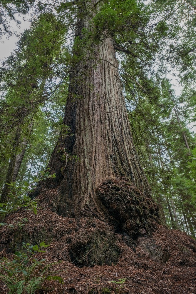 Defiant Redwood of the Week: McApin Tree | Save the Redwoods League