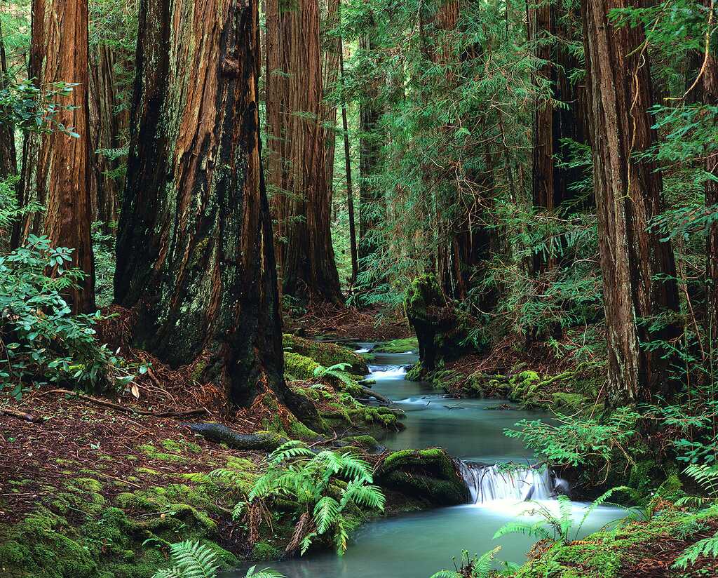 Rocky Ridge expands stunning Mendocino redwood park | Save the Redwoods ...