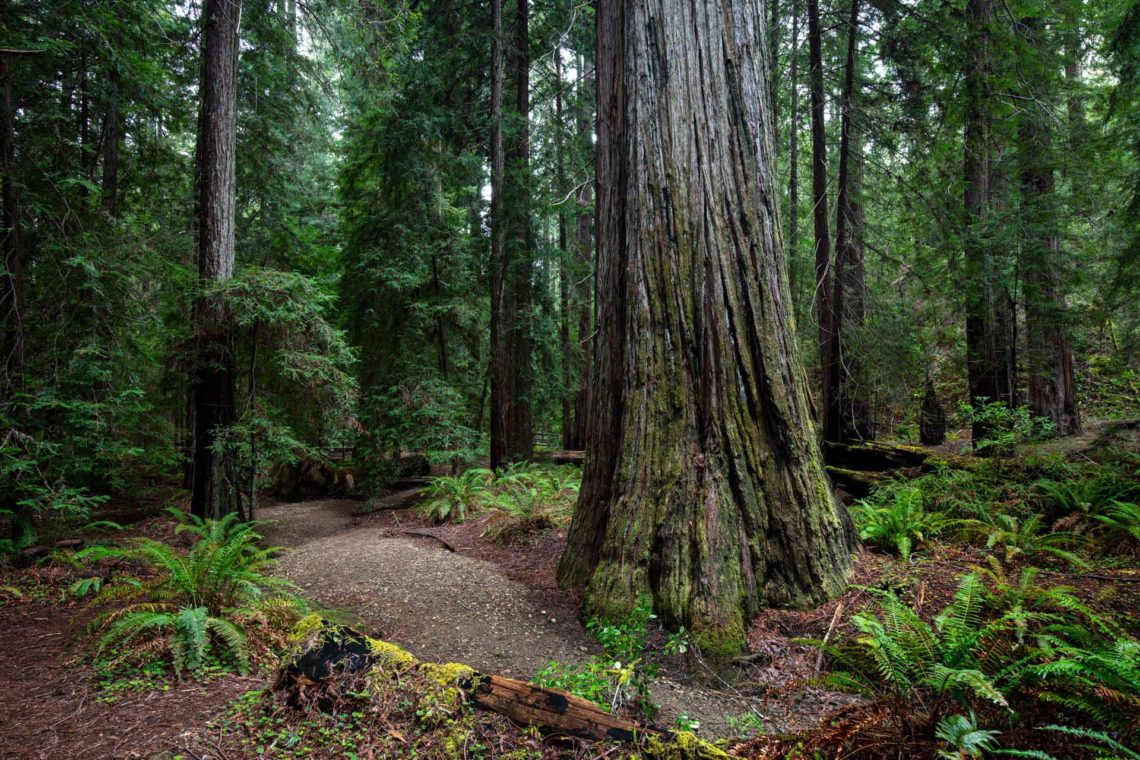 Photo Gallery | Save the Redwoods League