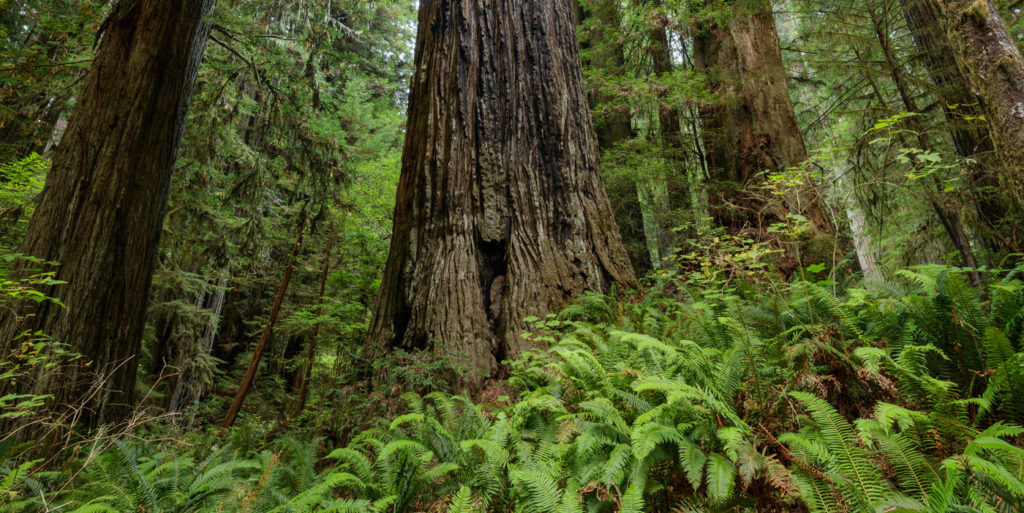 Forever Forest | Save the Redwoods League