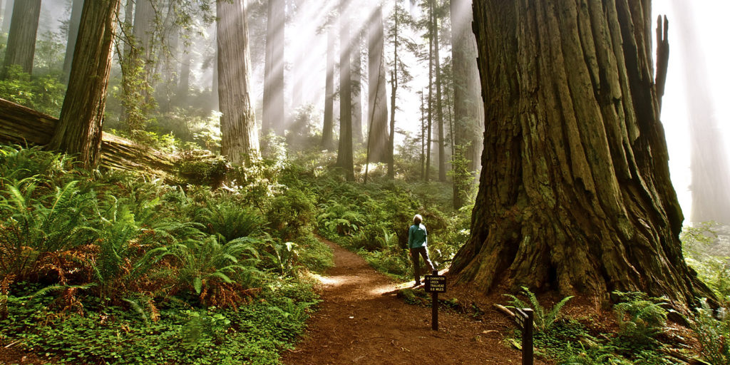 Virtual Redwoods | Save the Redwoods League