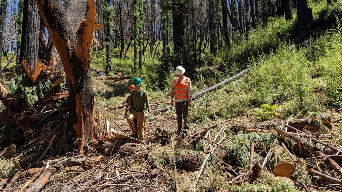 Healing redwood forests in a time of climate change | Save the Redwoods ...