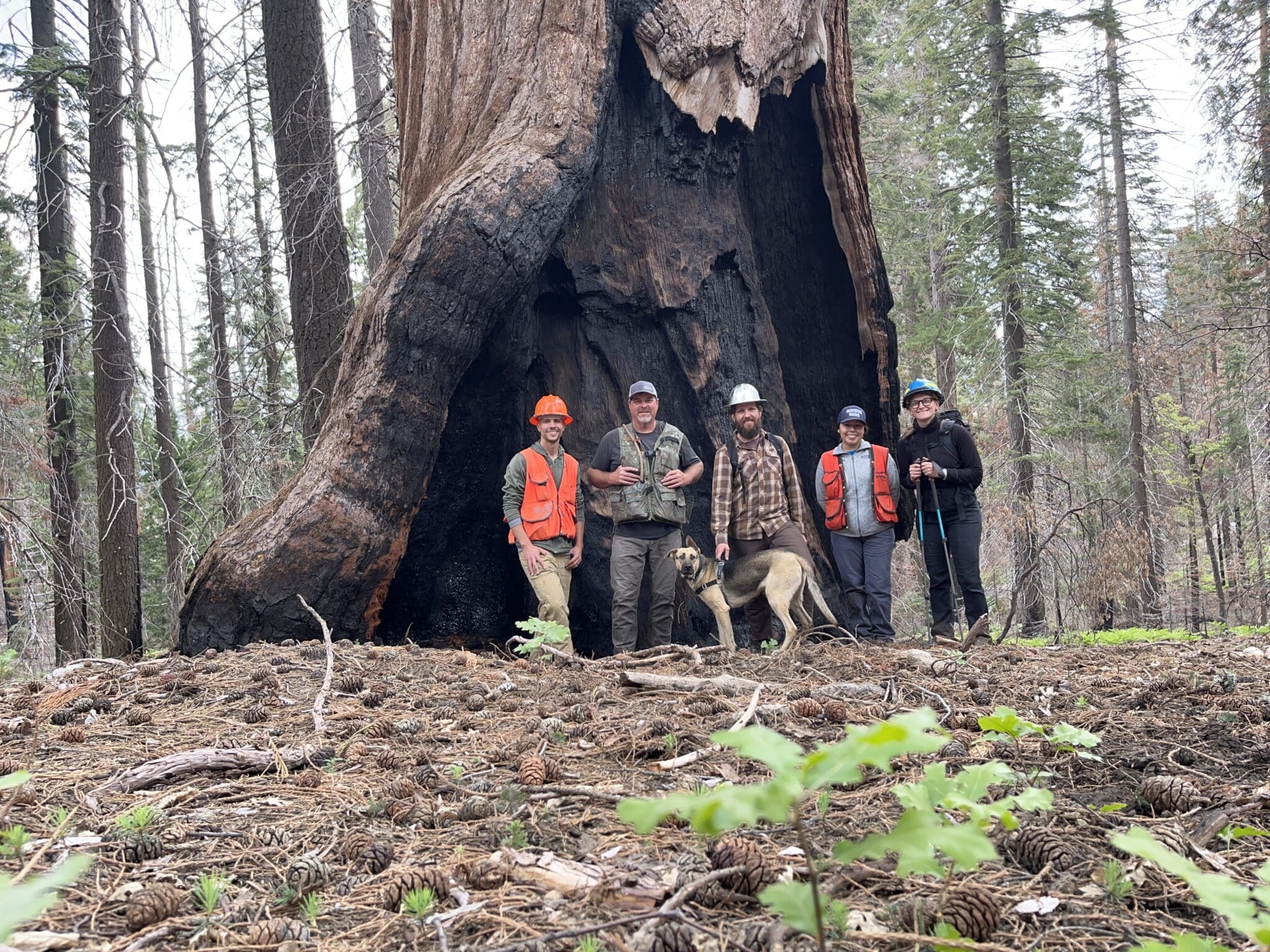 So long, Long Meadow, we're packed for Packsaddle! | Save the Redwoods League