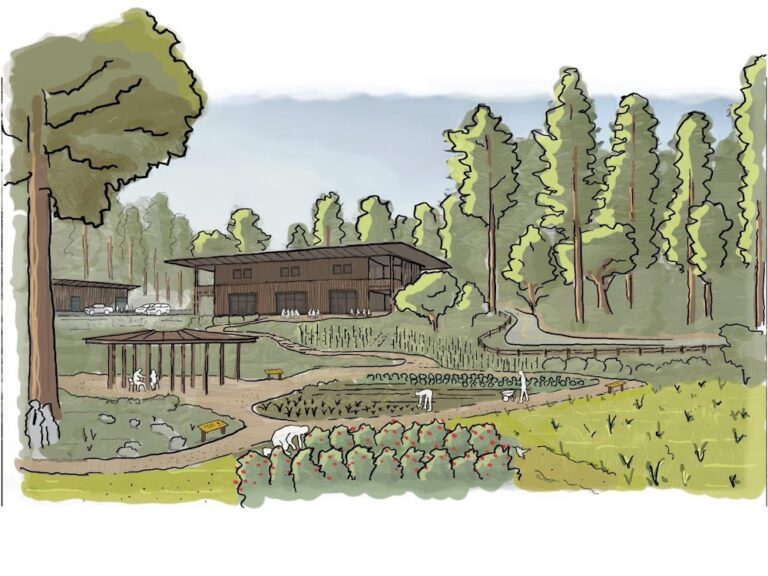 Rebuilding Big Basin: a vision for its future after wildfire | Save the ...