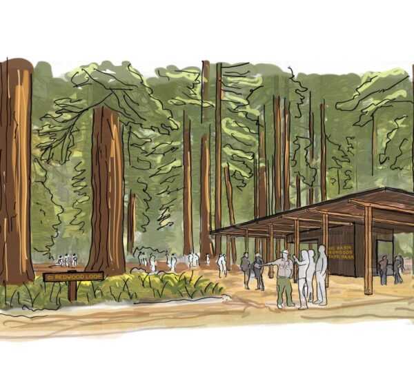 Redwoods and Fire | Save the Redwoods League