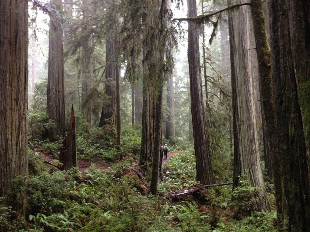 Through the Woods with a Ranger and a Poet | Save the Redwoods League