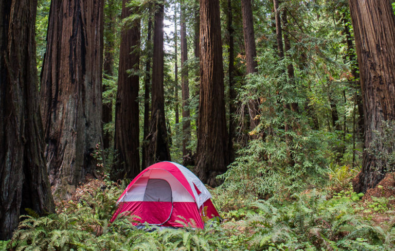 Redwood National Park features prime social distance camping | Save the ...