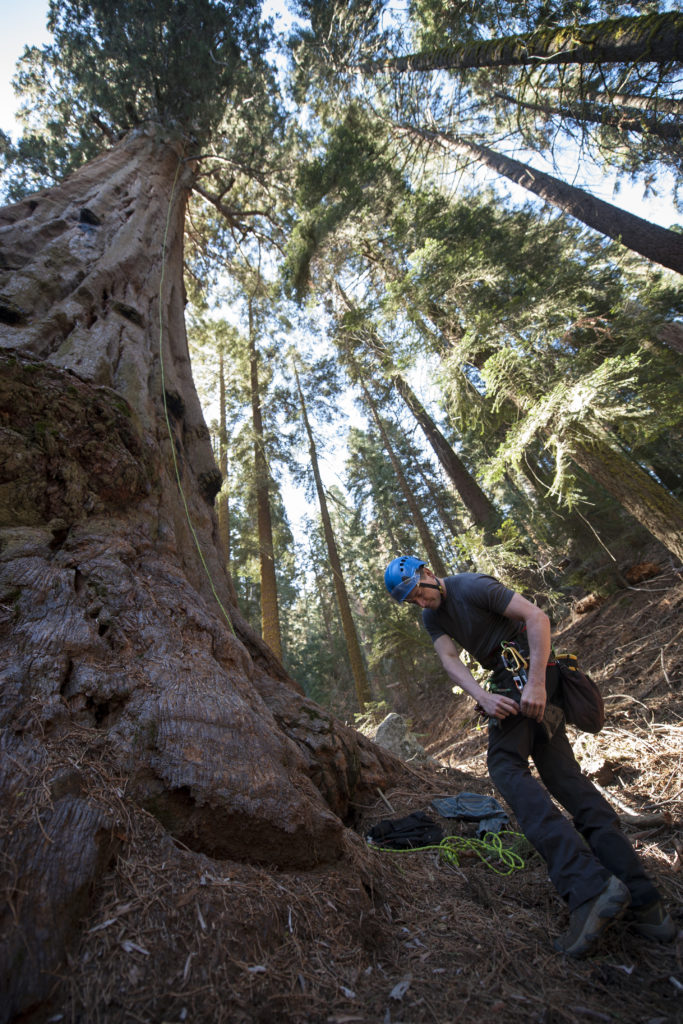 The Science of Giants: Exploring Redwoods Research from the Top Down ...