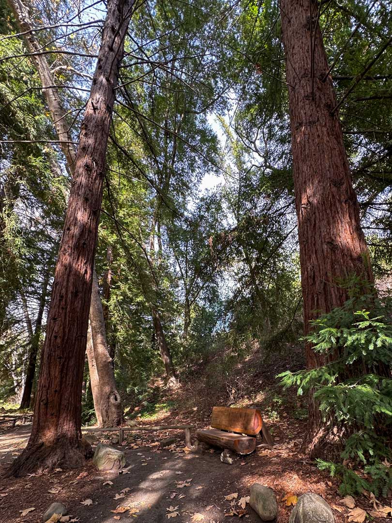 4 places to explore redwoods in Southern California | Save the Redwoods ...