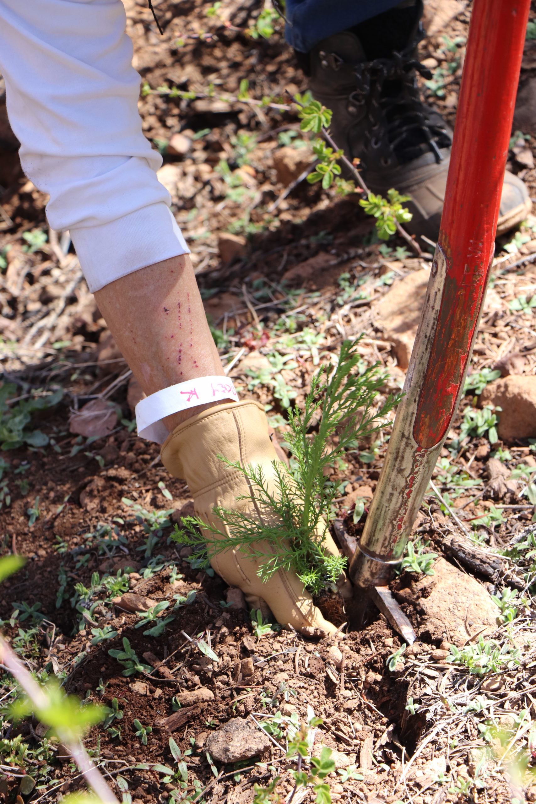 Volunteers plant seedlings in giant sequoia grove hit hard in Castle ...