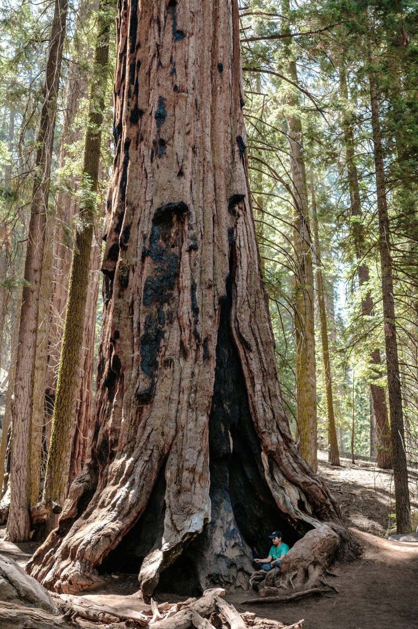 Redwoods transcend barriers of autism | Save the Redwoods League