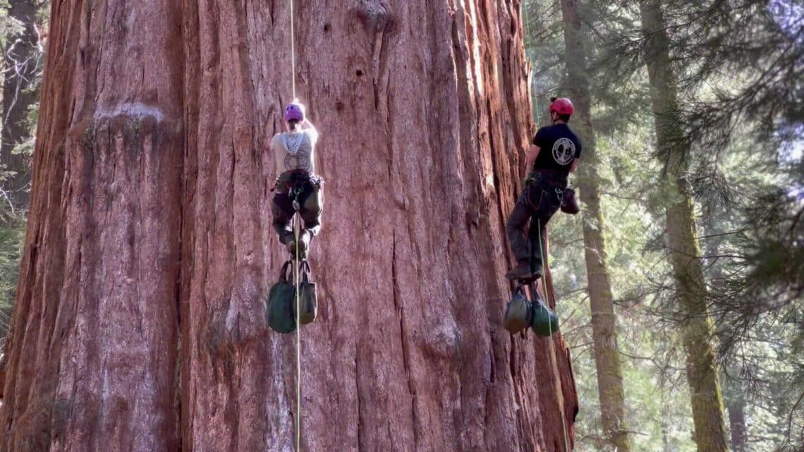 General Sherman Tree Sequoia National Park, California, The General