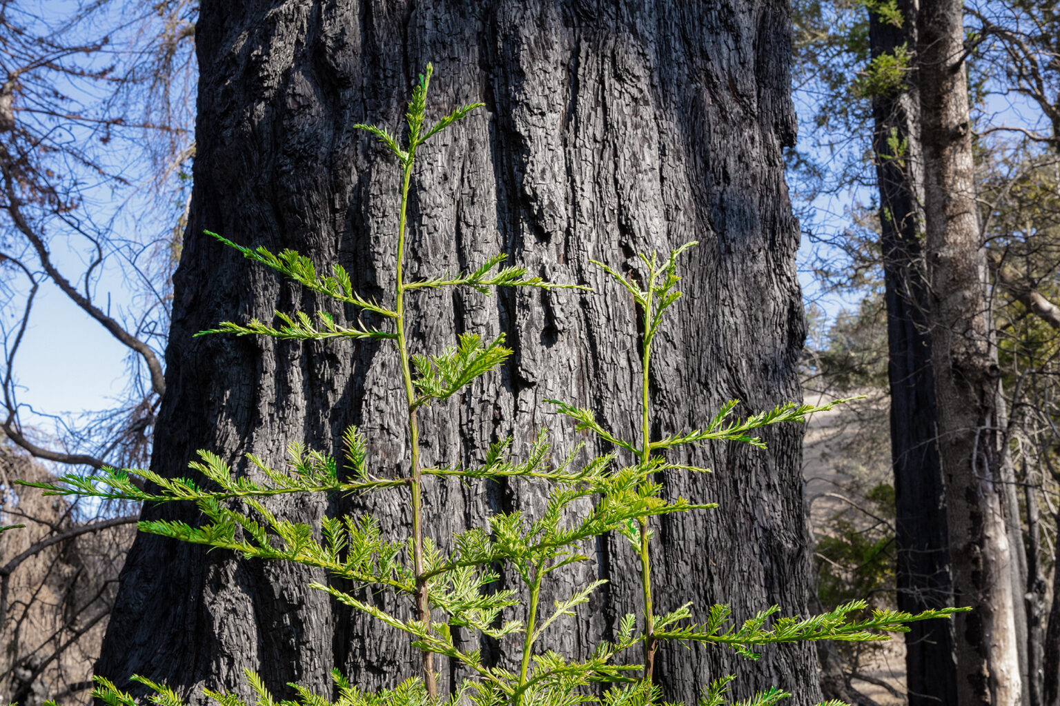 Sonoma Coast Redwoods | Save the Redwoods League