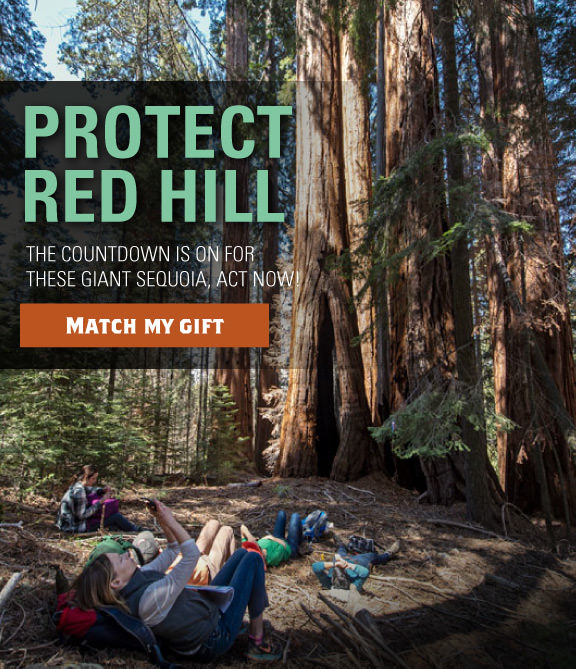 Student Perspectives: Keep Cool and Save the Redwoods | Save the ...