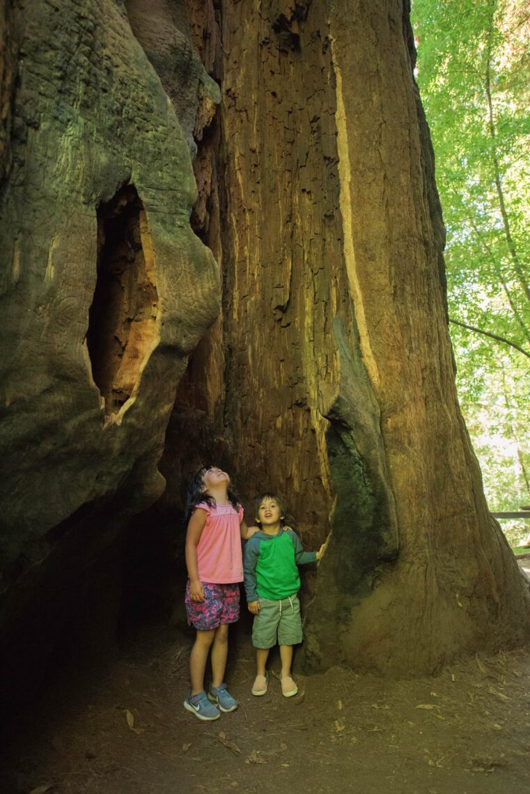 Protect our redwoods legacy | Save the Redwoods League