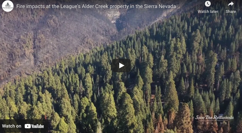 Video: Fire impacts at Alder Creek | Save the Redwoods League