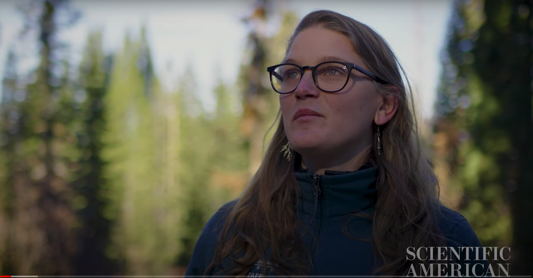 Scientific American documentary examines giant sequoia loss to wildfire ...