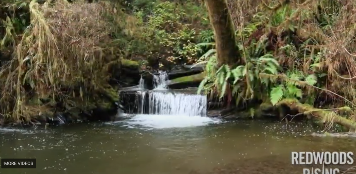 Video: Inside look at Redwoods Rising stream restoration | Save the ...