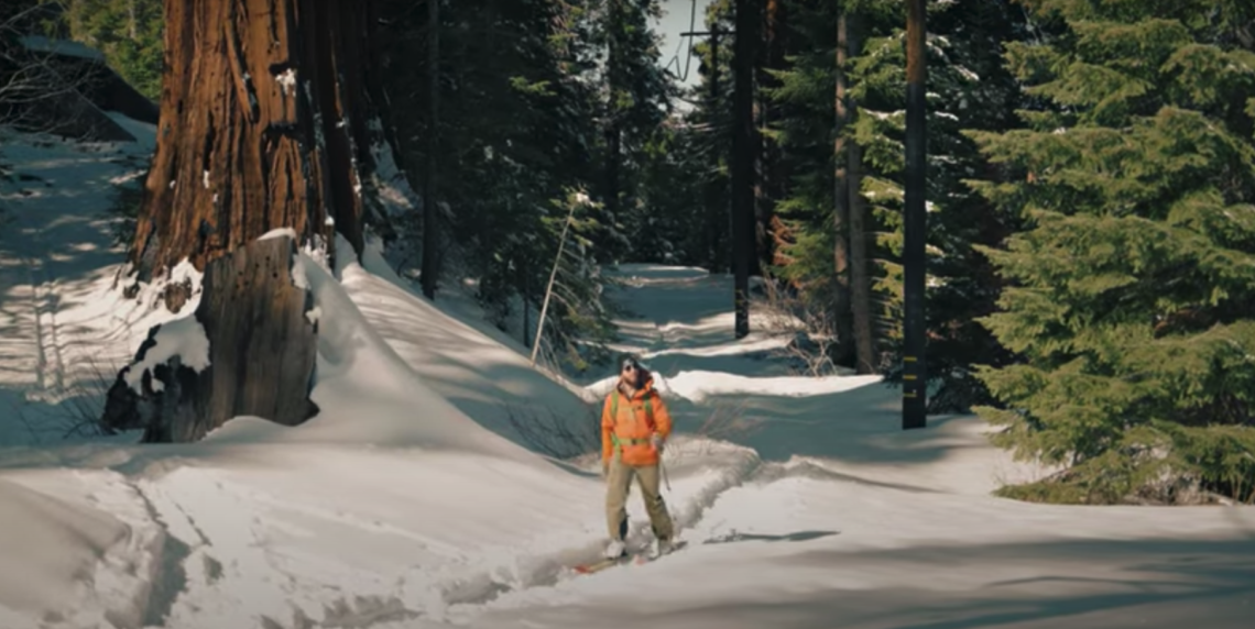 Video: giant sequoias inspire awe in a changing environment | Save the ...