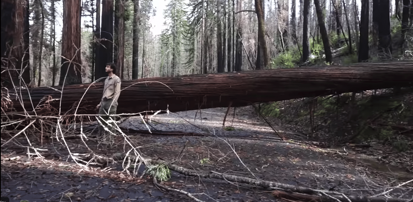 Damage keeping some redwood parks closed following storms | Save the ...