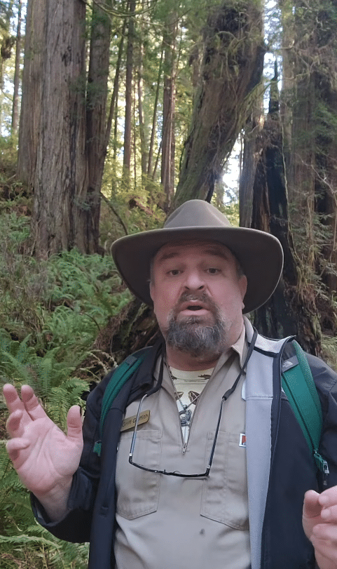 Video: How to repair a redwood “pseudo forest” | Save the Redwoods League