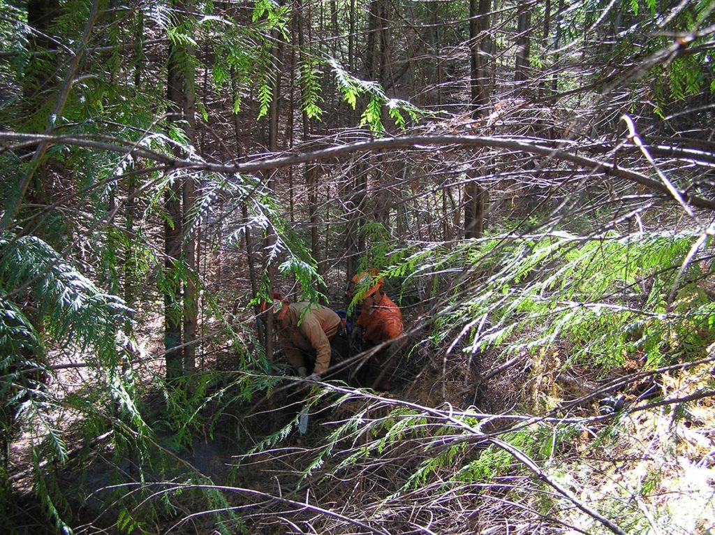 Media - Redwoods Rising | Save the Redwoods League